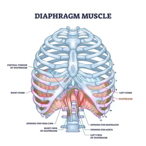 Understanding the Diaphragm: How to Promote Proper Functioning