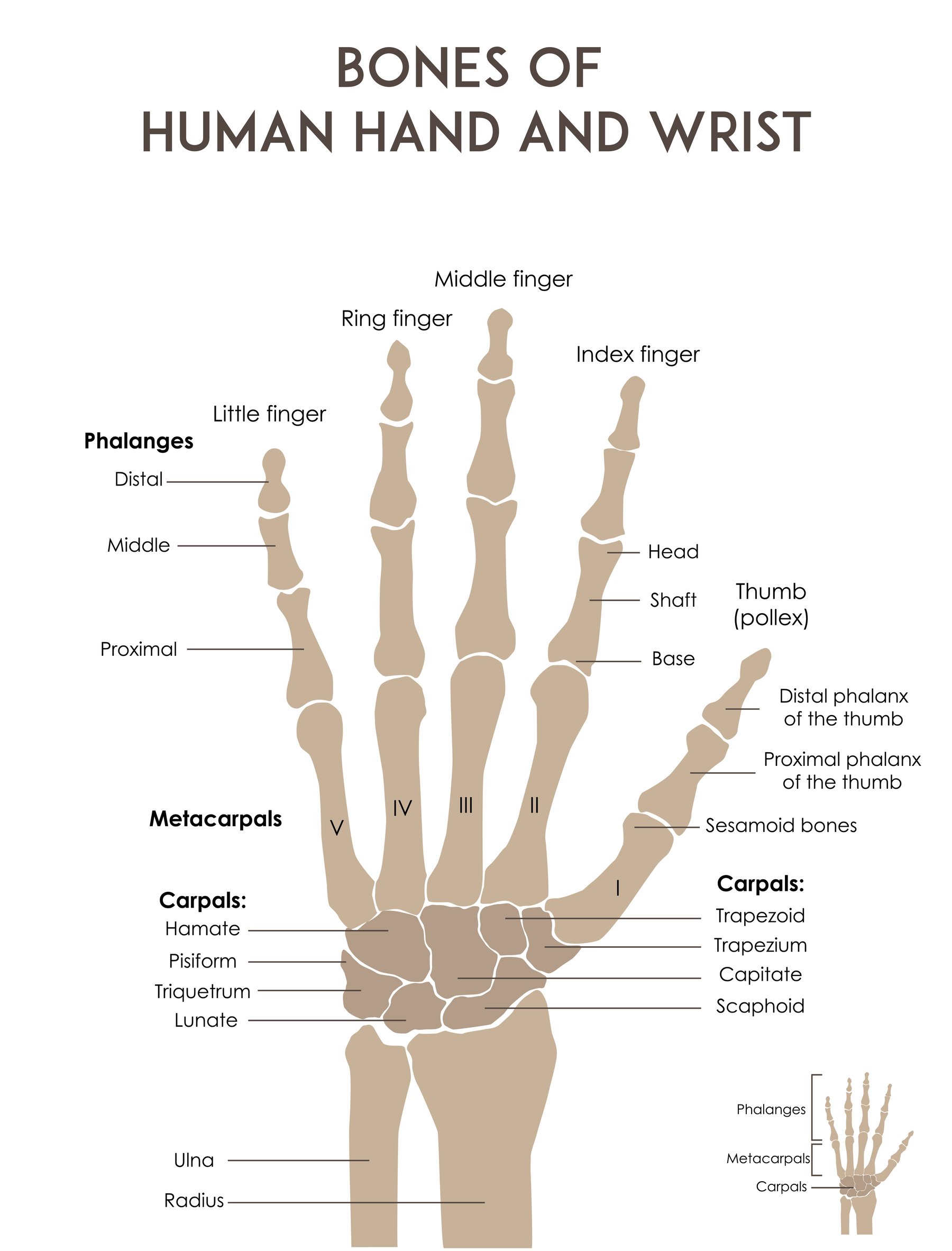 Understanding Common Wrist Injuries: Causes, Severity, and Effective ...